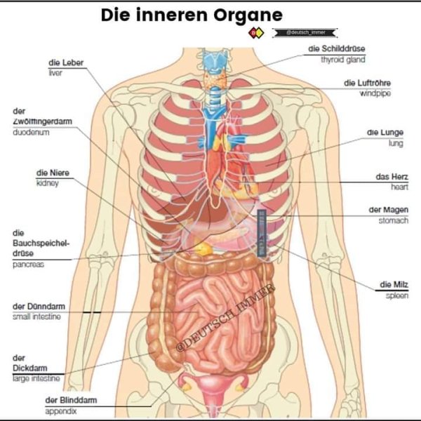 die inneren Organe - Deutsch - Viel Spass